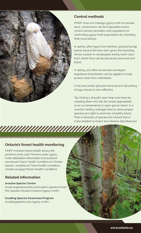 Gypsy Moth Outbreak Village Of Westport