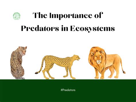 The Importance Of Predators In Ecosystems The Eco Advocate