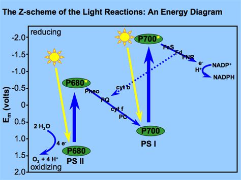 In A Measurement Of Quantum Efficiency Of Photosynthesis At Nadine
