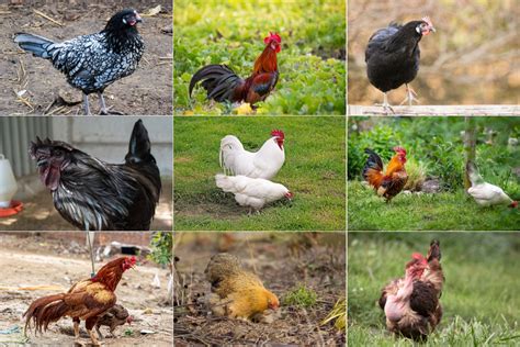 The 13 Best Chicken Breeds For Cold Climates The Grow Network The