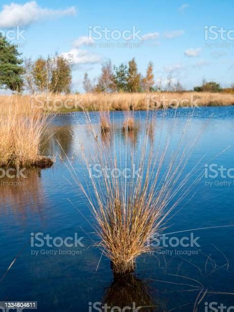 무어그래스 와 물 수영장 자연 보호 구역 Dwingelderveld 드렌테 네덜란드의 토탄 늪 0명에 대한 스톡 사진 및 기타