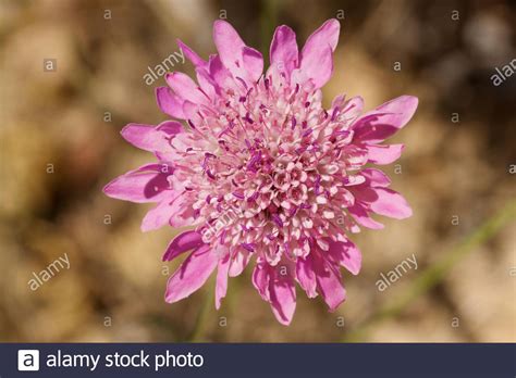 Scabiosa Atropurpurea Pincushion Flower High Resolution Stock