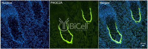 Pik3c2a Pi3k C2 Alpha Or Pi3 K C2a Antibody Bicell Scientific®