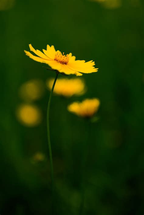 꽃 노란 정원 Pixabay의 무료 사진 Pixabay