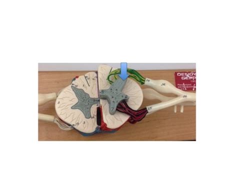 Spinal Cord Flashcards Quizlet
