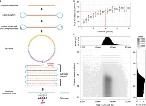 Sequencing Hg002 With Highly Accurate Long Reads A Ccs Derives A