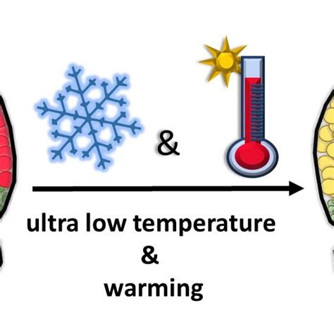 Schematic Diagram Of The Encapsulation Dehydration Cryopreservation
