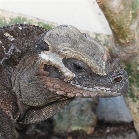 Rhino Iguana Care Guide Enclosure Diet Handling And More