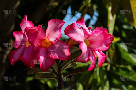 来自印度尼西亚爪哇岛的粉红色花朵