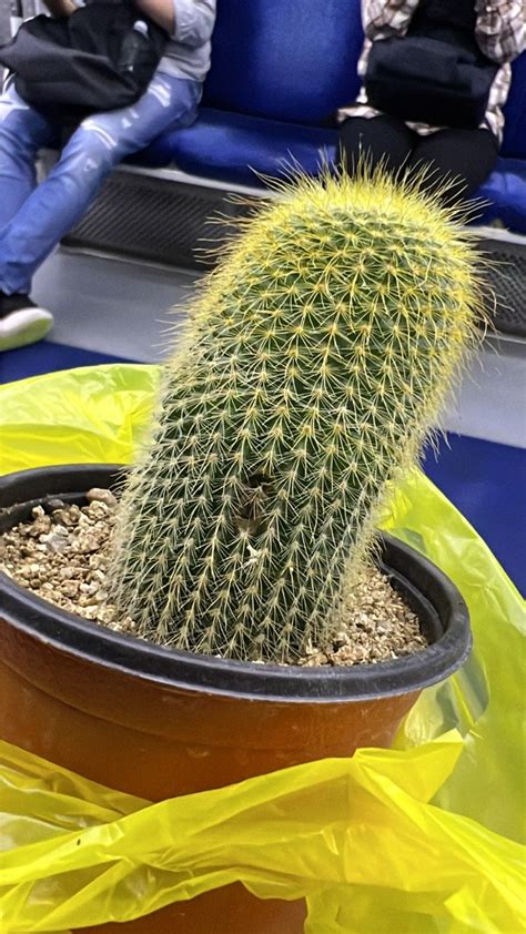 선인장 다육이 지식in