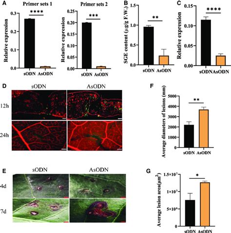 CsUGT87E7 Expression And SA Glucoside Accumulation In Tea Plants After