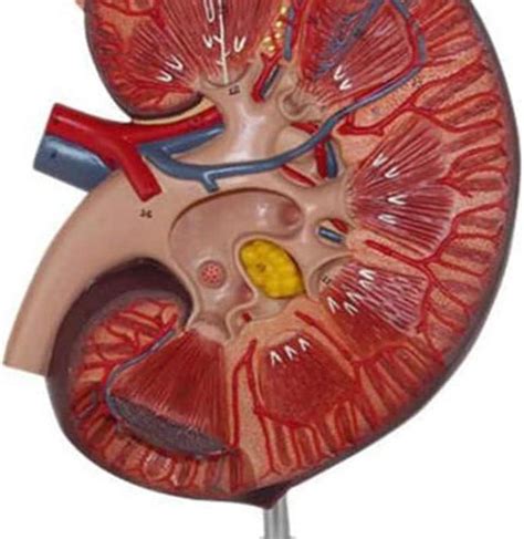 Jp 研究モデル 人間の腎臓解剖学的モデル、副腎解剖学的モデル、3倍のライフサイズ、解剖学的性疾患の病理学的石造りの指導