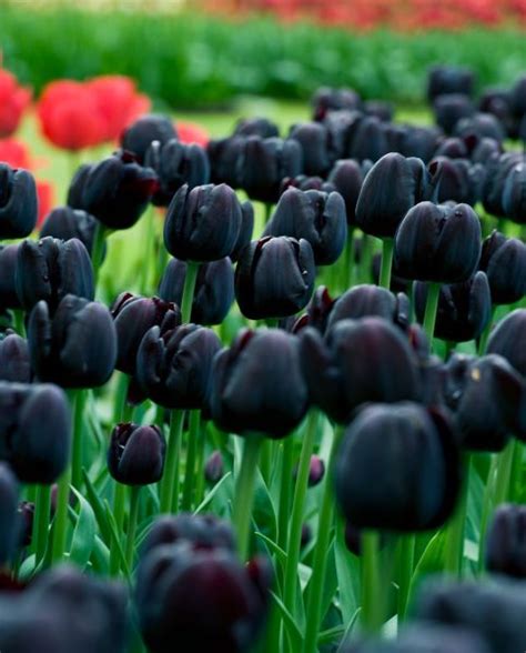 Iris Chrysographes Care Gardening Black Flowered Siberian Iris Artofit