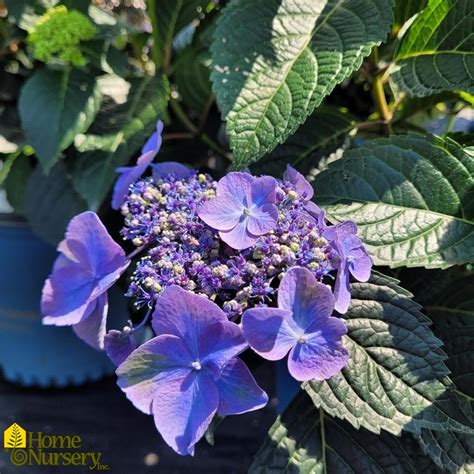 Hydrangea Macrophylla Endless Summer® Pop Star™ Bigleaf Hydrangea From