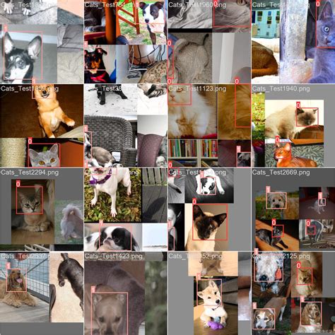 通过yolov5进行猫狗检测猫狗目标检测器 Csdn博客