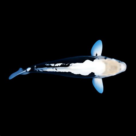 Kumonryu Classic Koi Carp Cyprinus Carpio Sims Tropical Fish