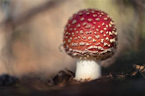 Amanita