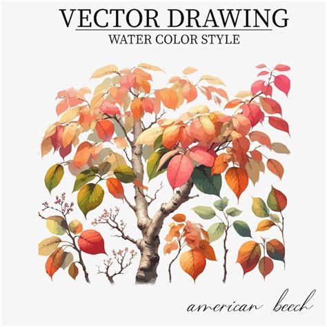Water Color Style American Beech Vector Illustration Premium Ai
