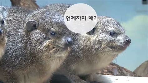 쥬니어네이버 사파리 바위너구리 Youtube