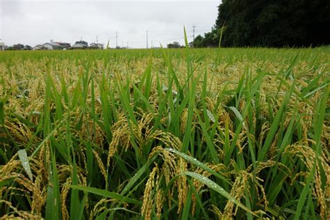 白山古墳白山1号墳 白山姫神社 埼玉県行田市大字長野 墳丘からの眺め