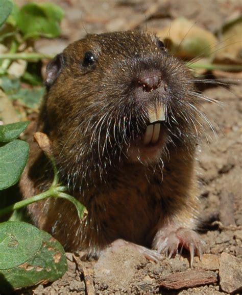 Gopher It Dude