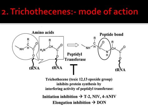 Fungi Mycotoxins Their Classification And Mode Of Actionpptx