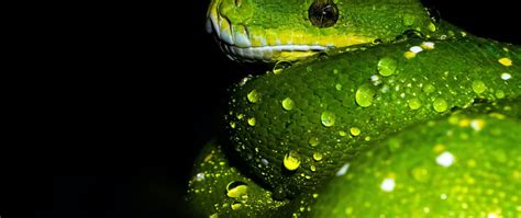 Python Is Strongly Dynamically Typed What Does That Mean Dev Community