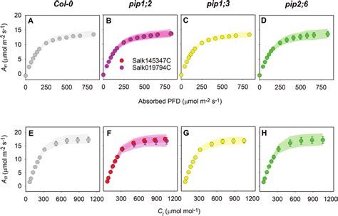 Light And Co 2 Response Of Net Co 2 Assimilation In Arabidopsis Pip12