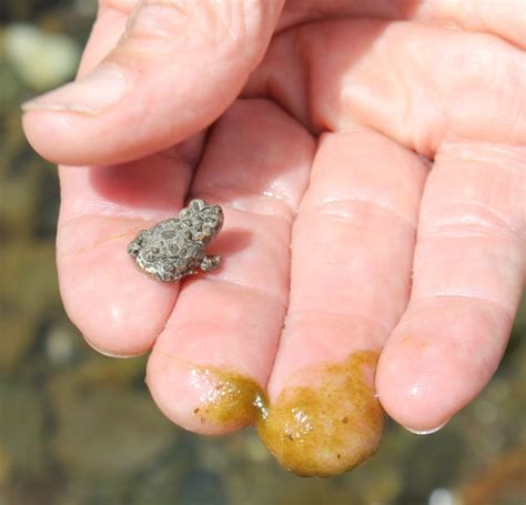 A Juvenile Western Toad Found Alongside The Gualala River Mendonoma