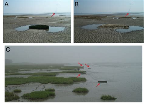 Table 1 From Spatial Flow And Sedimentation Patterns Within Patches Of Epibenthic Structures