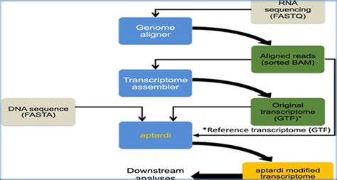 stringtie improved reconstruction of a transcriptome from rna seq reads rna seq blog
