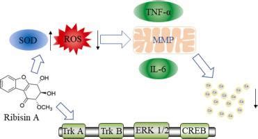 Ribisin A对H2O2诱导的PC12细胞损伤模型的神经保护机制 Tissue Cell X MOL