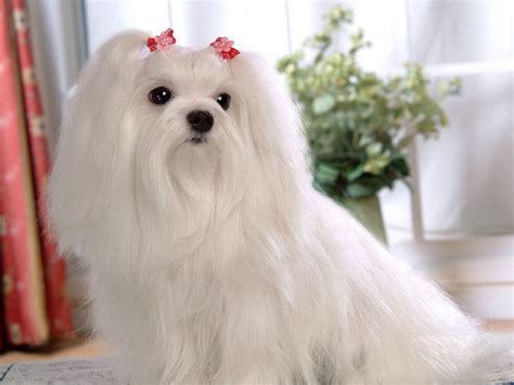 Maltese Maltese Wallpaper 14402919 Fanpop