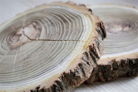 Premium Photo Cross Section Of The Tree