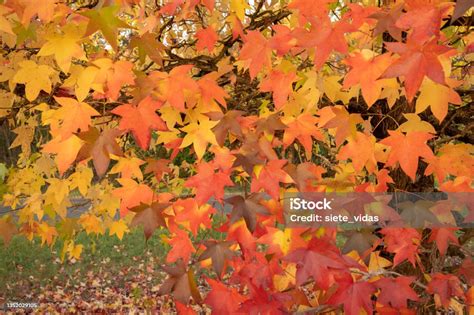 이탈리아 라치오 산에서 밝은 여러 가지 색의 단풍 나무 잎의 이미지 0명에 대한 스톡 사진 및 기타 이미지 0명 가을 건축 Istock