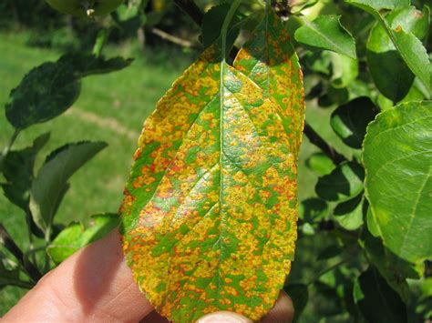 Identify And Treat Cedar Apple Rust On Fruit Trees — The Giving Grove