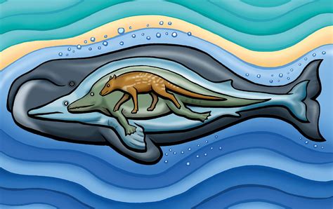 How Did Whales End Up Living In The Ocean Whale And Dolphin Conservation