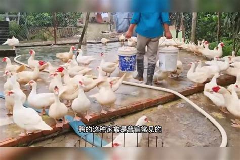 1只母鸭误入公鸭群，没过一会就站不起来了，看完心疼母鸭