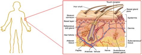 Structure Of Hypodermis