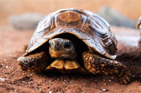 10 Facts About Turtles And Tortoises