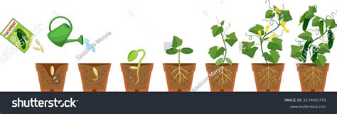 Life Cycle Cucumber Plant Growth Stages Stock Vector Royalty Free