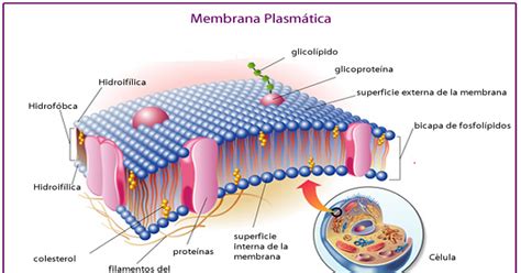 ESTRUCTURA Y FUNCIONAMIENTO DE LA MEMBRANA CELULAR