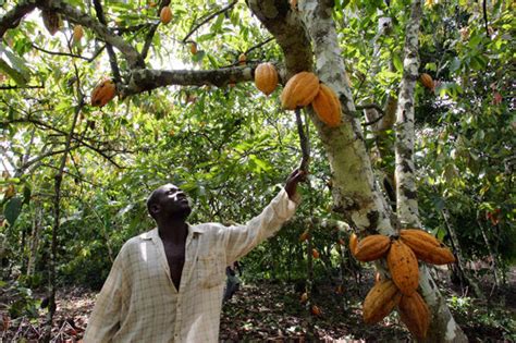 CHOCOLATE WARNING Crisis As Scientists Reveal Cocoa Bean Extinction Is On The Horizon Science