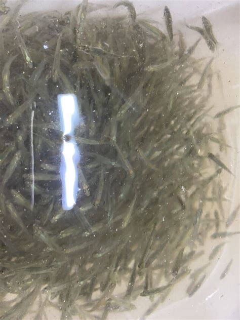 【未使用】★着払い ★淡水魚 ★雑魚1~3cm 200匹セット 「クチボソ、モツゴ、タイバラ、その他」 古代魚や大型魚のエサ、釣りエサにの落札