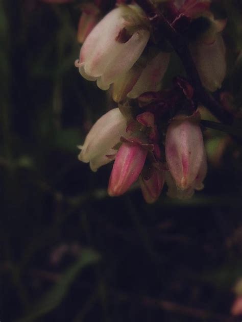 She Developed From Cream Cherry To Killer Cherry R Gaming