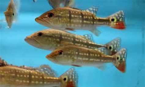 Assorted Peacock Bass Cichla 5cm Sims Tropical Fish Tropical Fish
