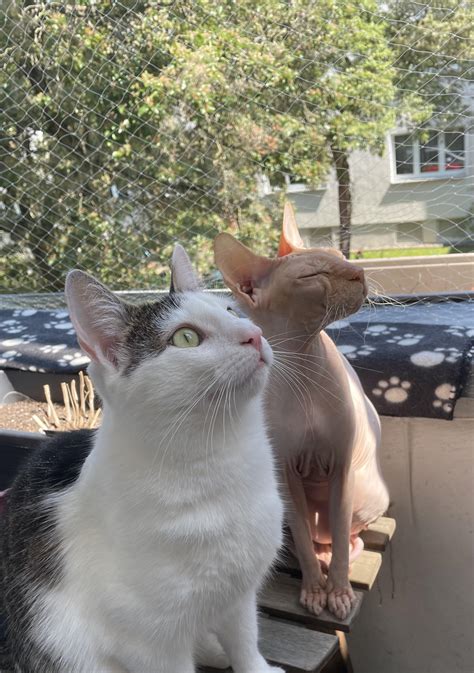 How Treebeard Sees Merry And Pippin Rlotrmemes