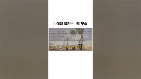 우리집 올리브나무는 몇살쯤 Youtube