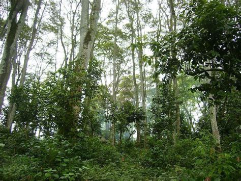 Giitune Forest Abiri Kenya