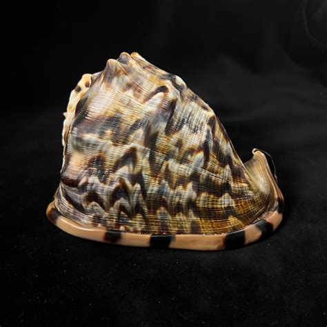 Cassis Tuberosa Linnaeus 1758 1406mm